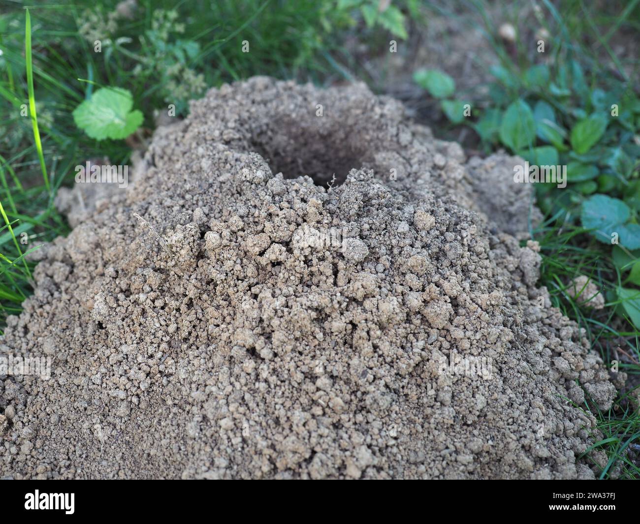 Ground Nesting Excavated By Animals In E Meadow Stock Photo - Alamy