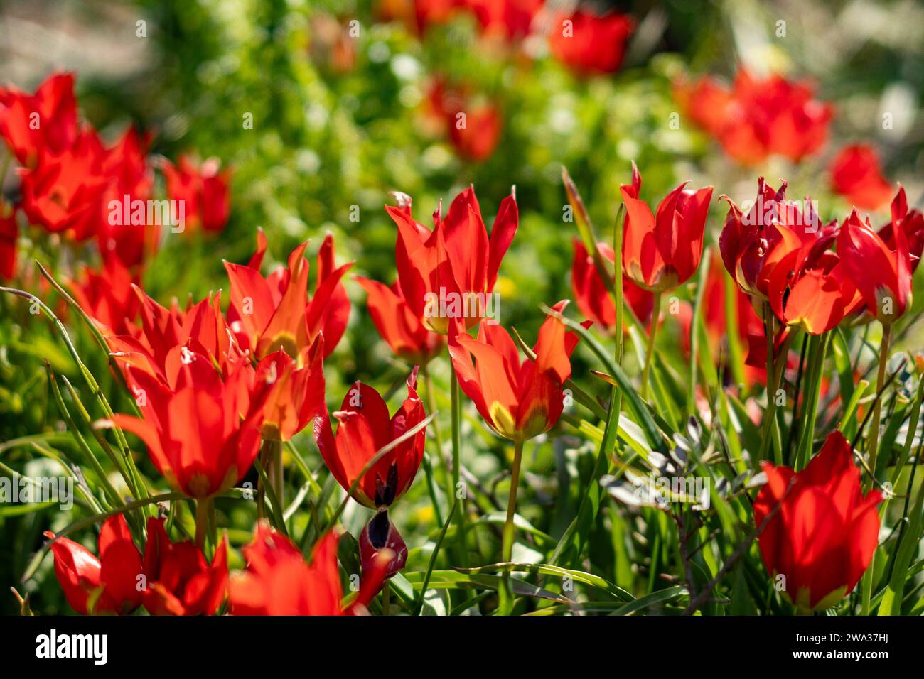 Tulipa agenensis subsp. sharonensis Stock Photo - Alamy