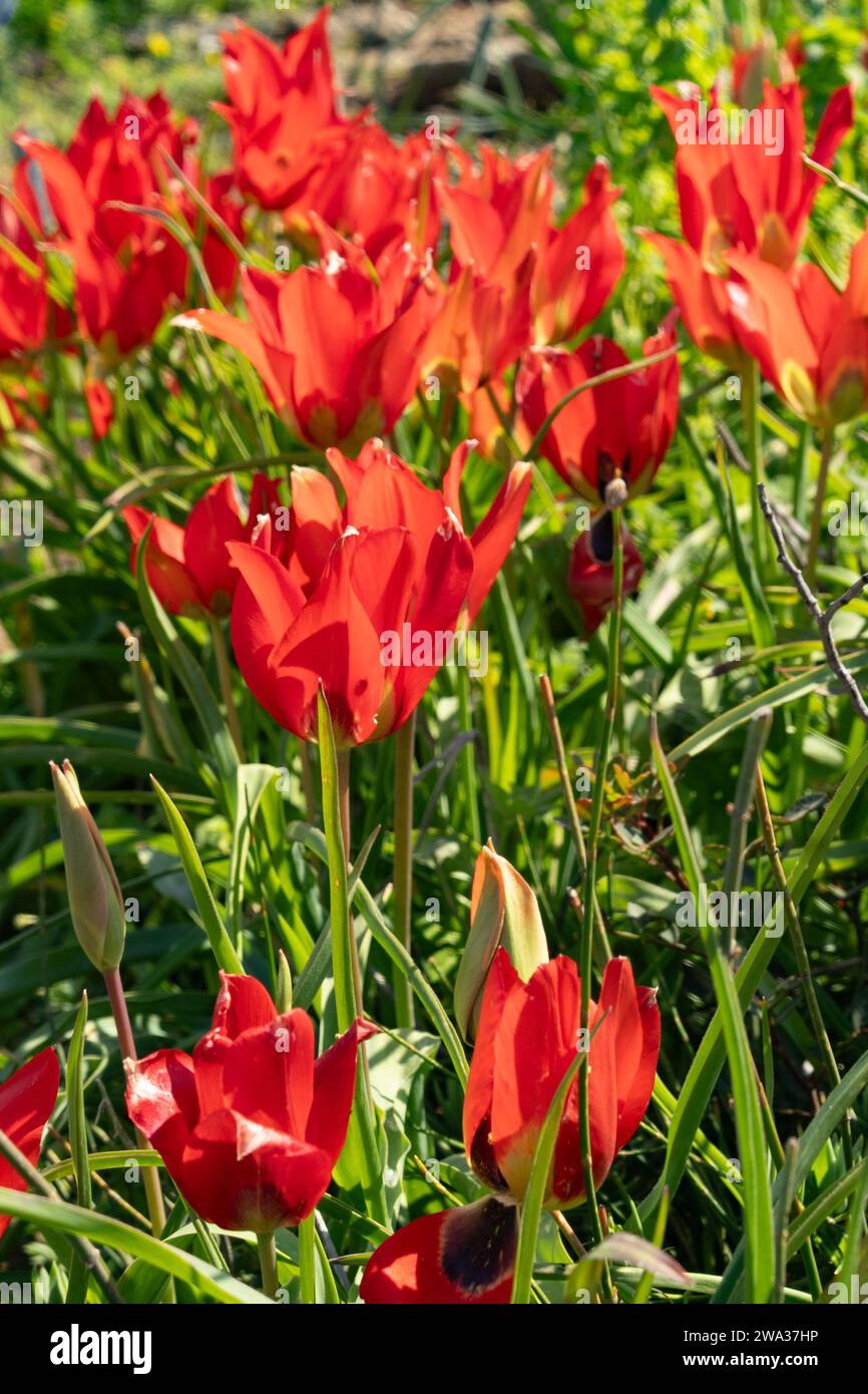 Tulipa sharonensis hi-res stock photography and images - Alamy