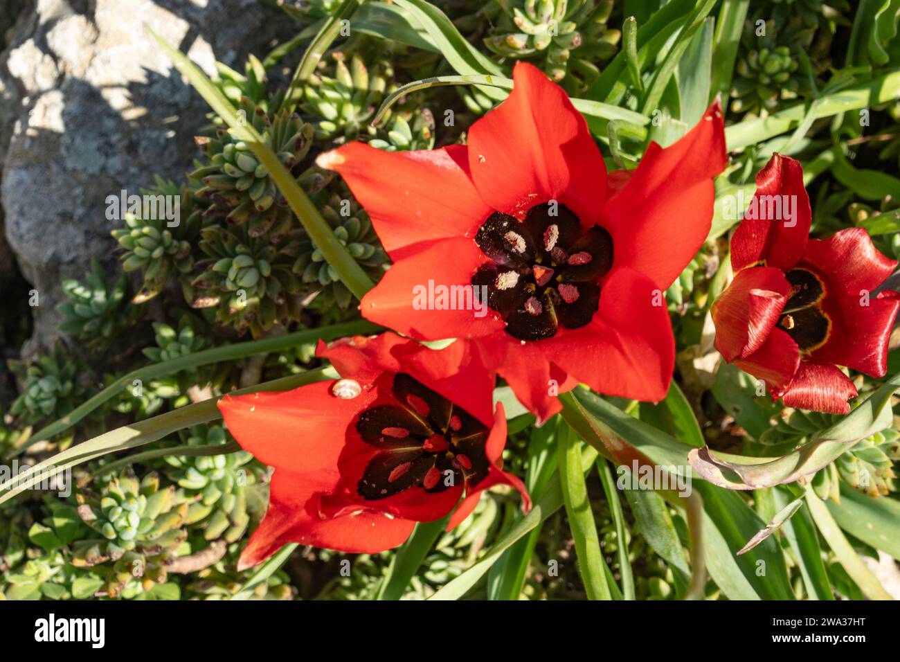 Agenensis hi-res stock photography and images - Alamy