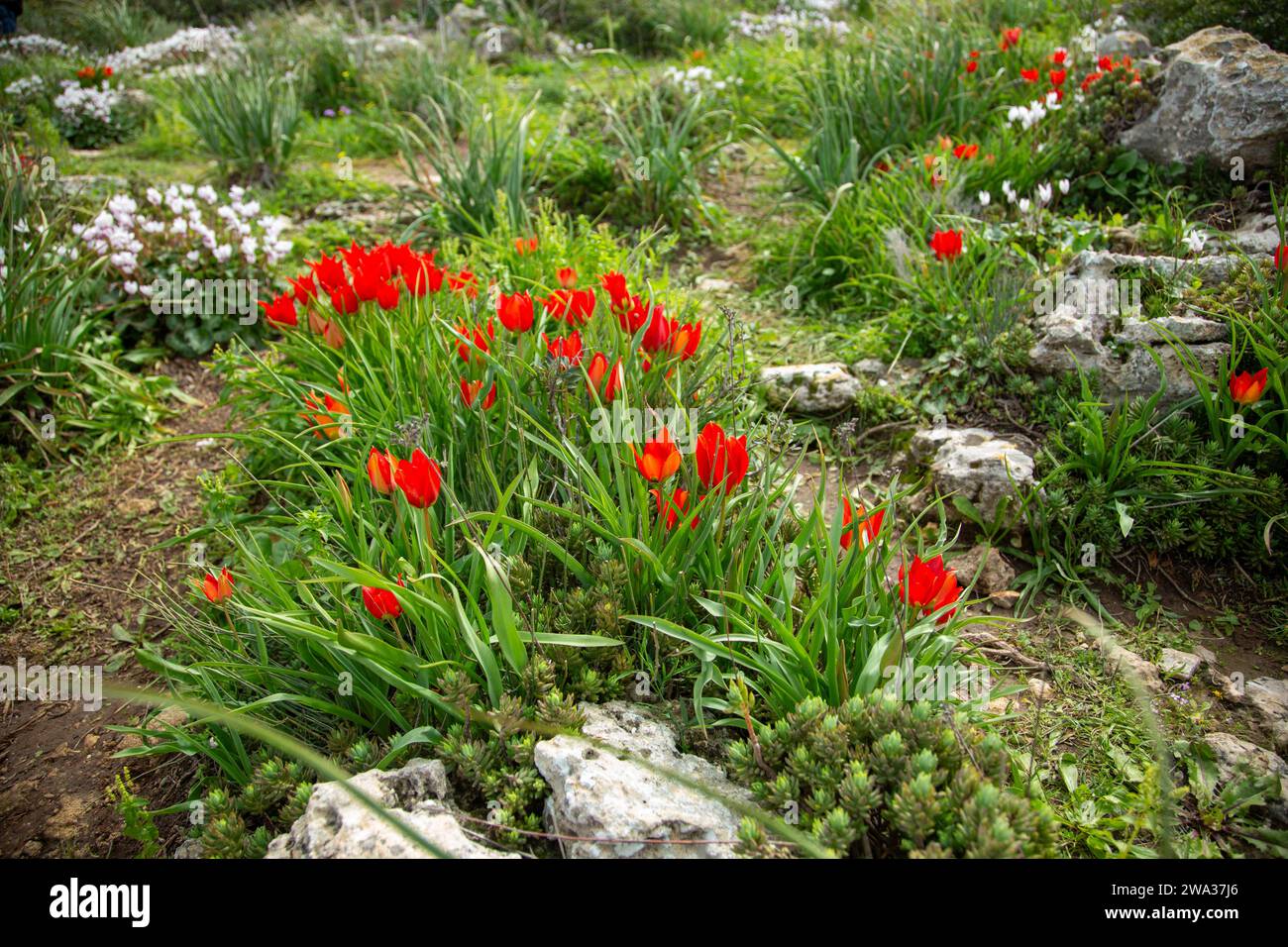 Tulipa agenensis subsp. sharonensis Stock Photo - Alamy