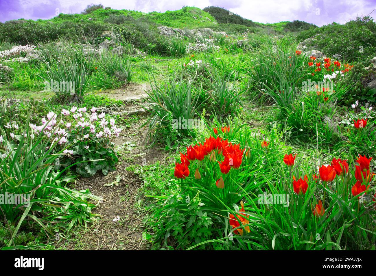 Tulipa sharonensis hi-res stock photography and images - Alamy