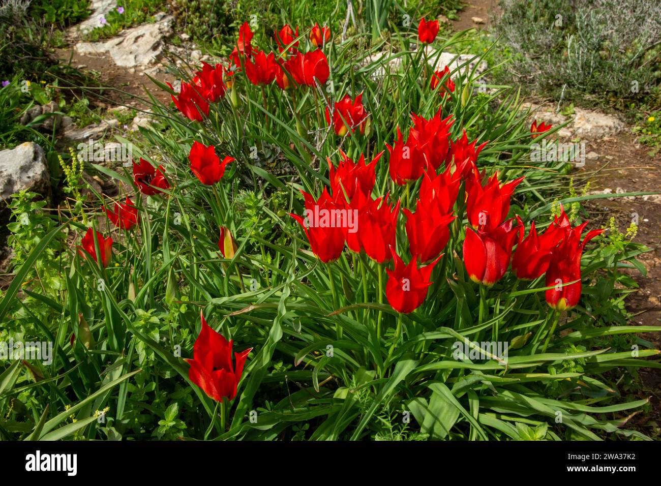 Tulipa agenensis subsp. sharonensis Stock Photo - Alamy
