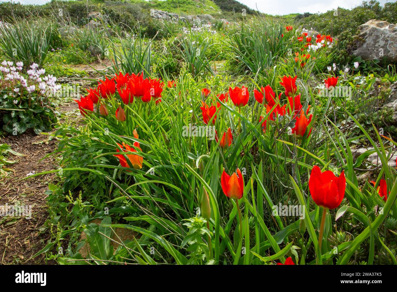 Tulipa sharonensis hi-res stock photography and images - Alamy