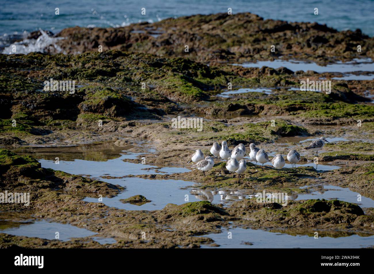 Sanderlings, Calidris alba, searching for food at low tide, Costa Calma ...
