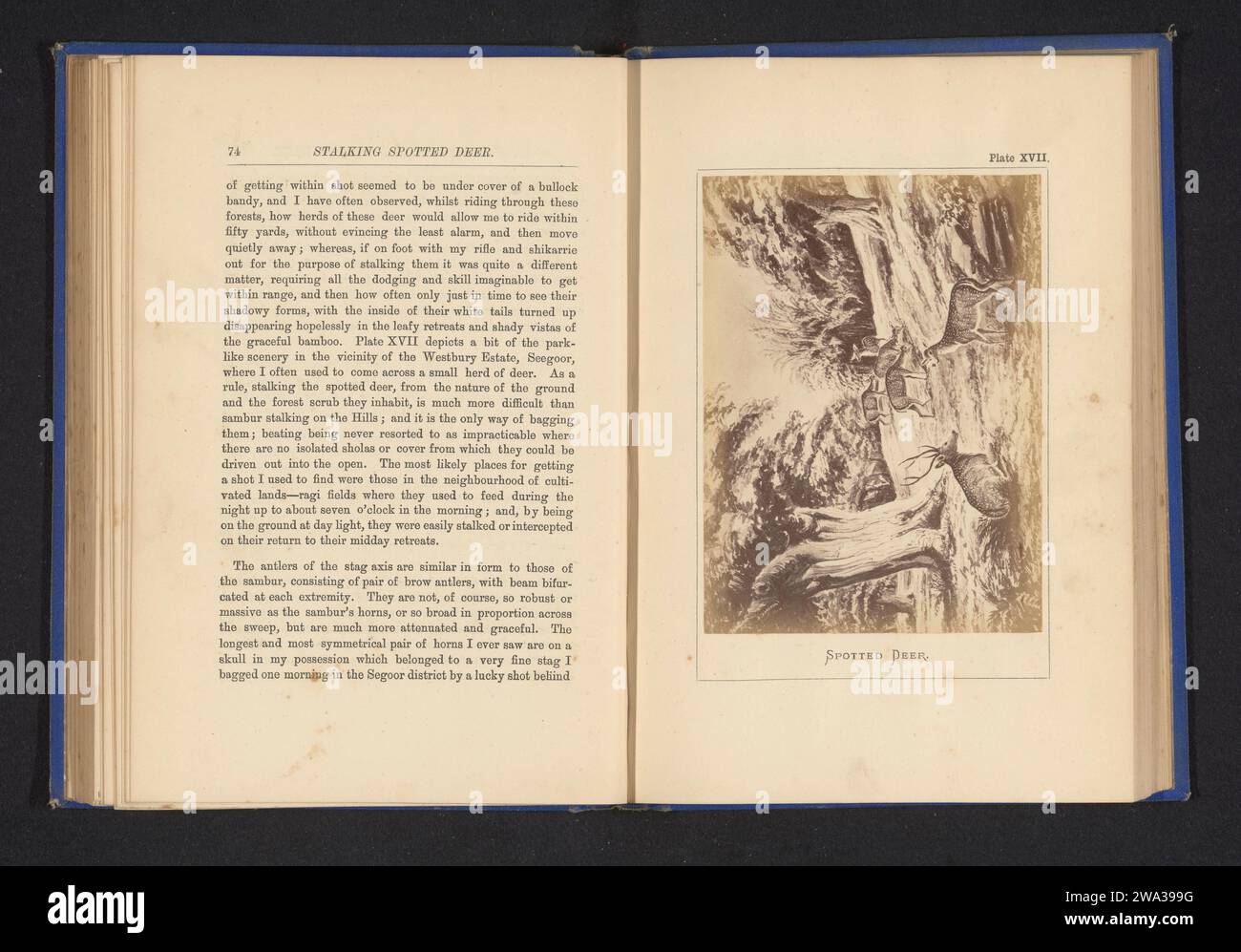 Photo production of a drawing of a pack of axisherten, Nicholas & Co ...