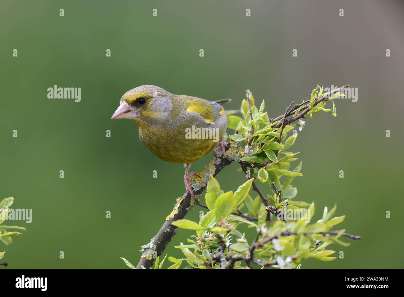 Female greenfinch chloris perched hi-res stock photography and images ...
