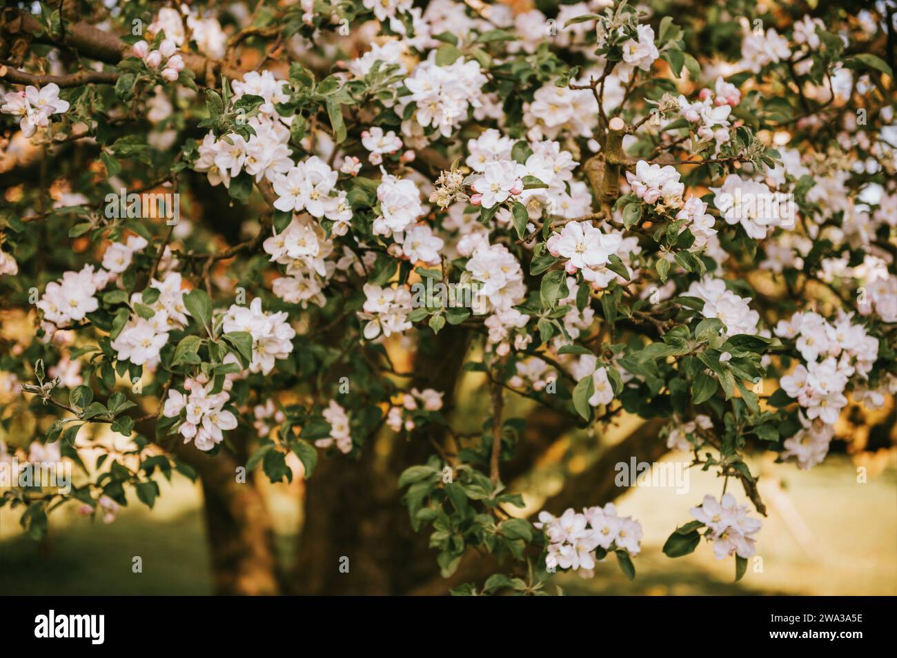 Blooming apple tree branch with large white flowers.Beautiful natural ...