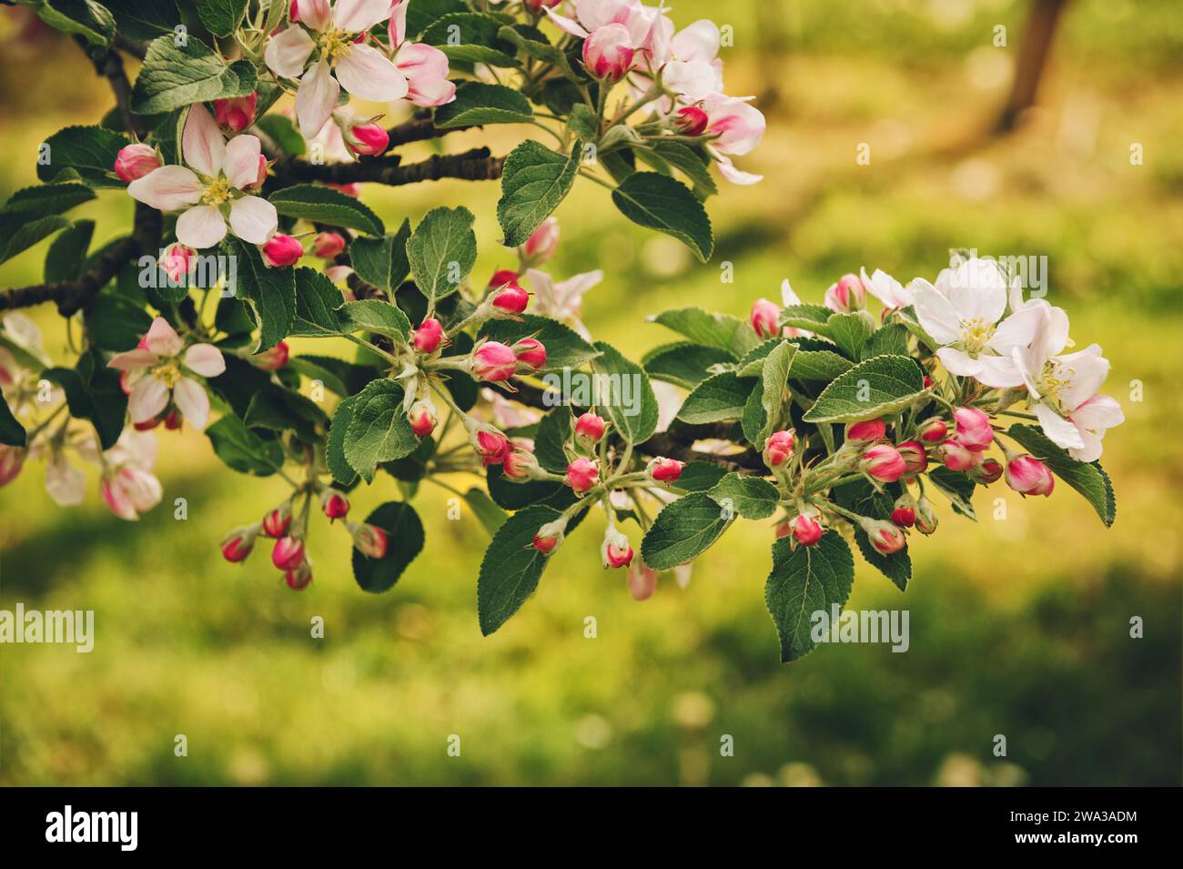 Blooming apple tree with large white flowers.Beautiful natural seasonsl ...