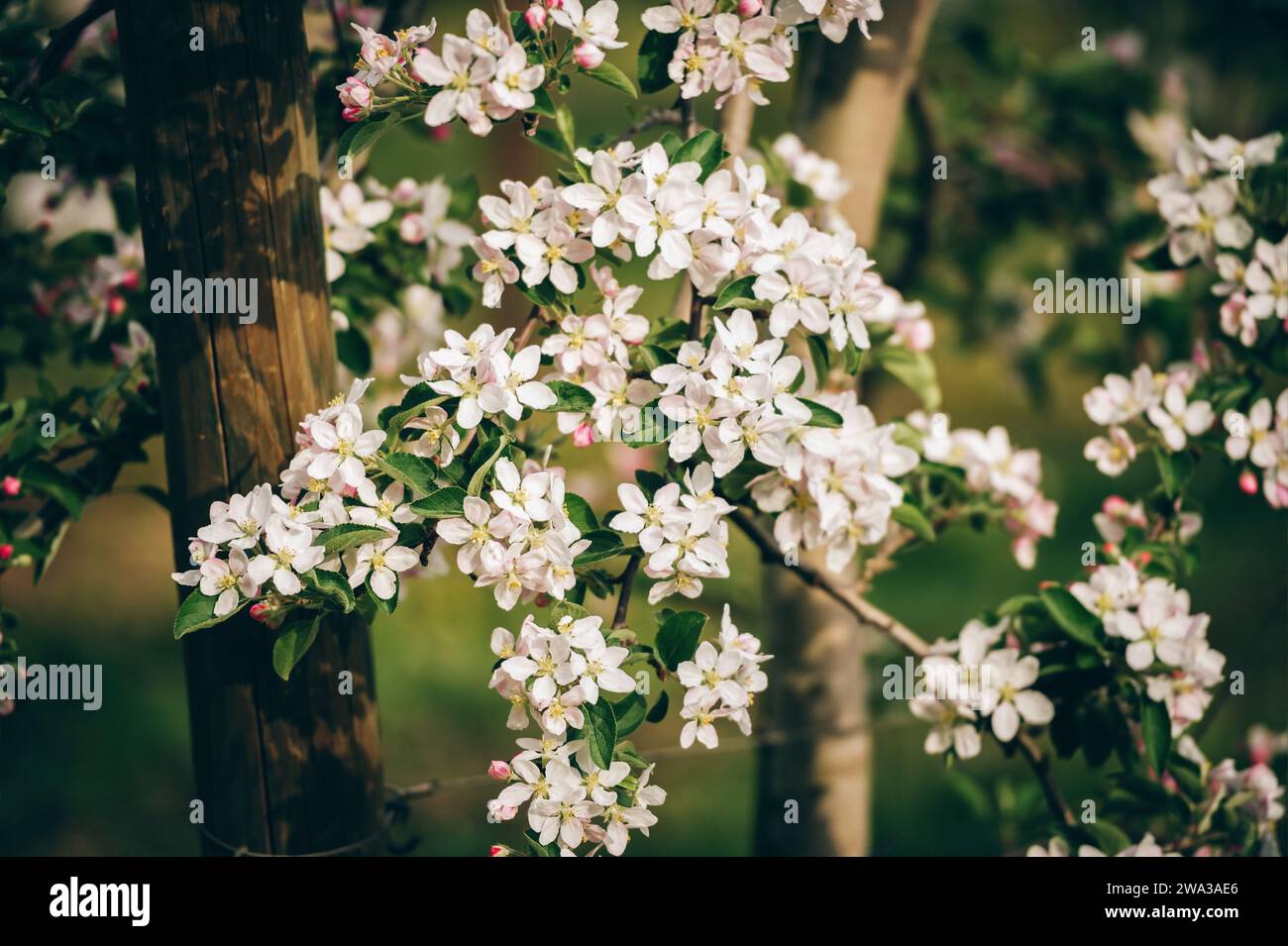 Blooming apple tree with large white flowers.Beautiful natural seasonsl ...