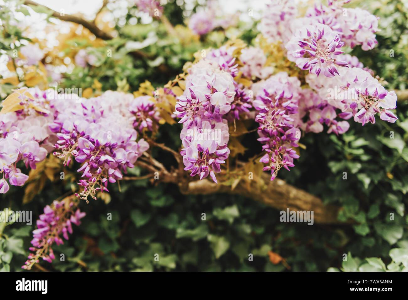 Purple wisteria hi-res stock photography and images - Alamy