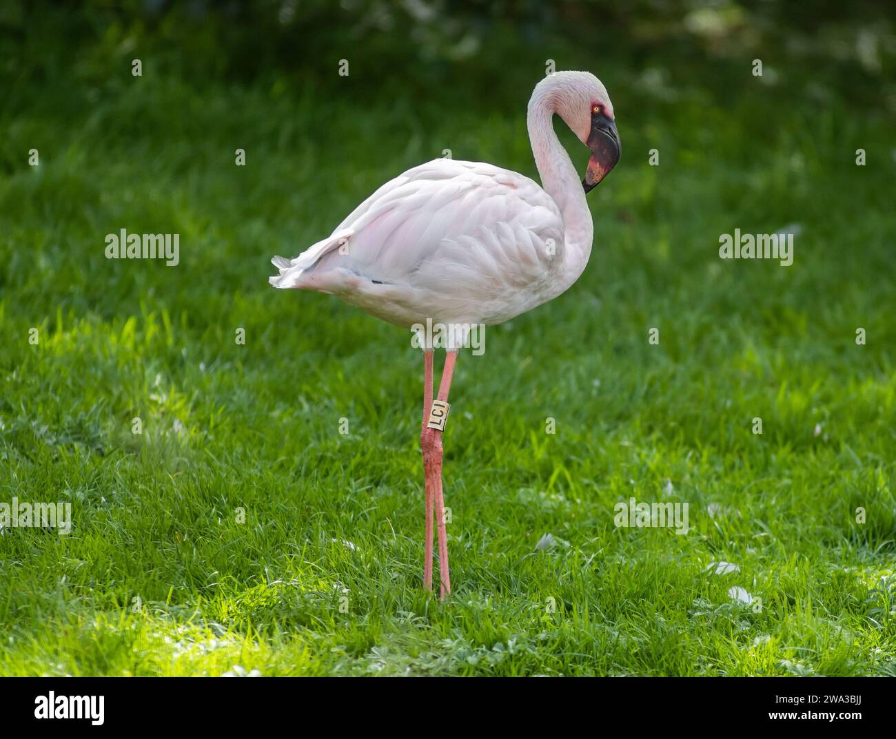 Various Species of Wildlife in the United Kingdom Including Mammals ...