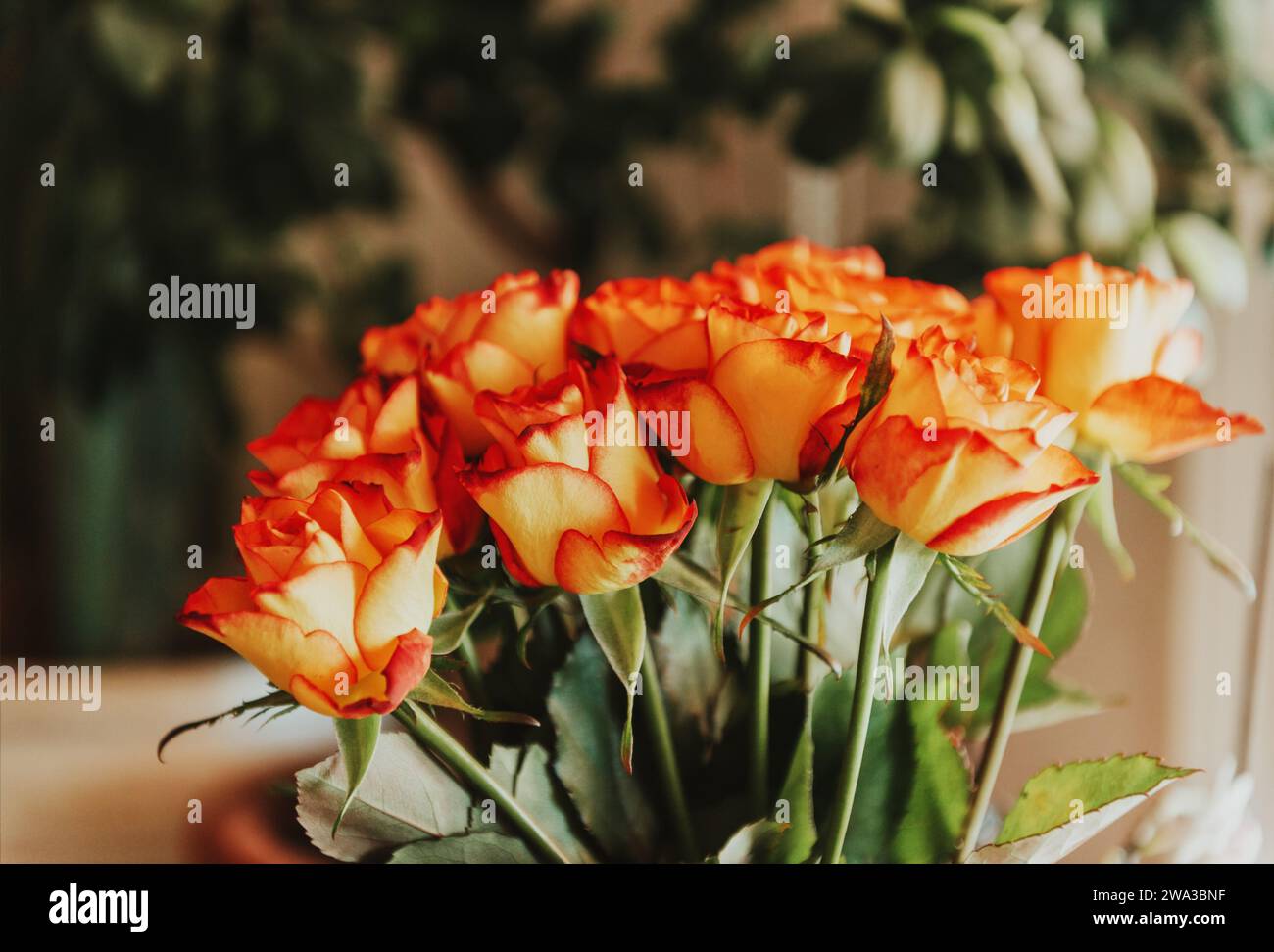 Beautiful red orange roses hi-res stock photography and images - Alamy