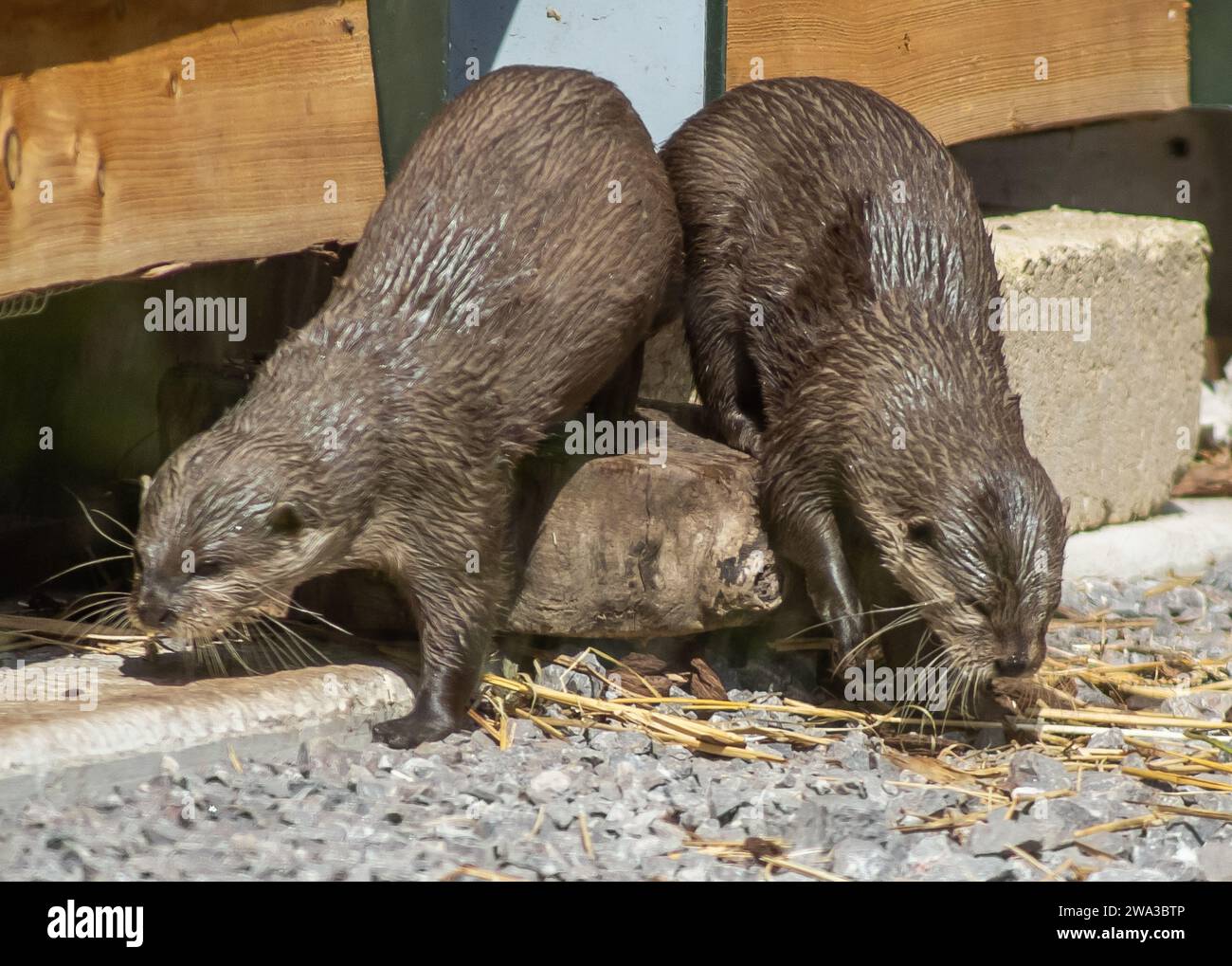 Various Species of Wildlife in the United Kingdom Including Mammals ...