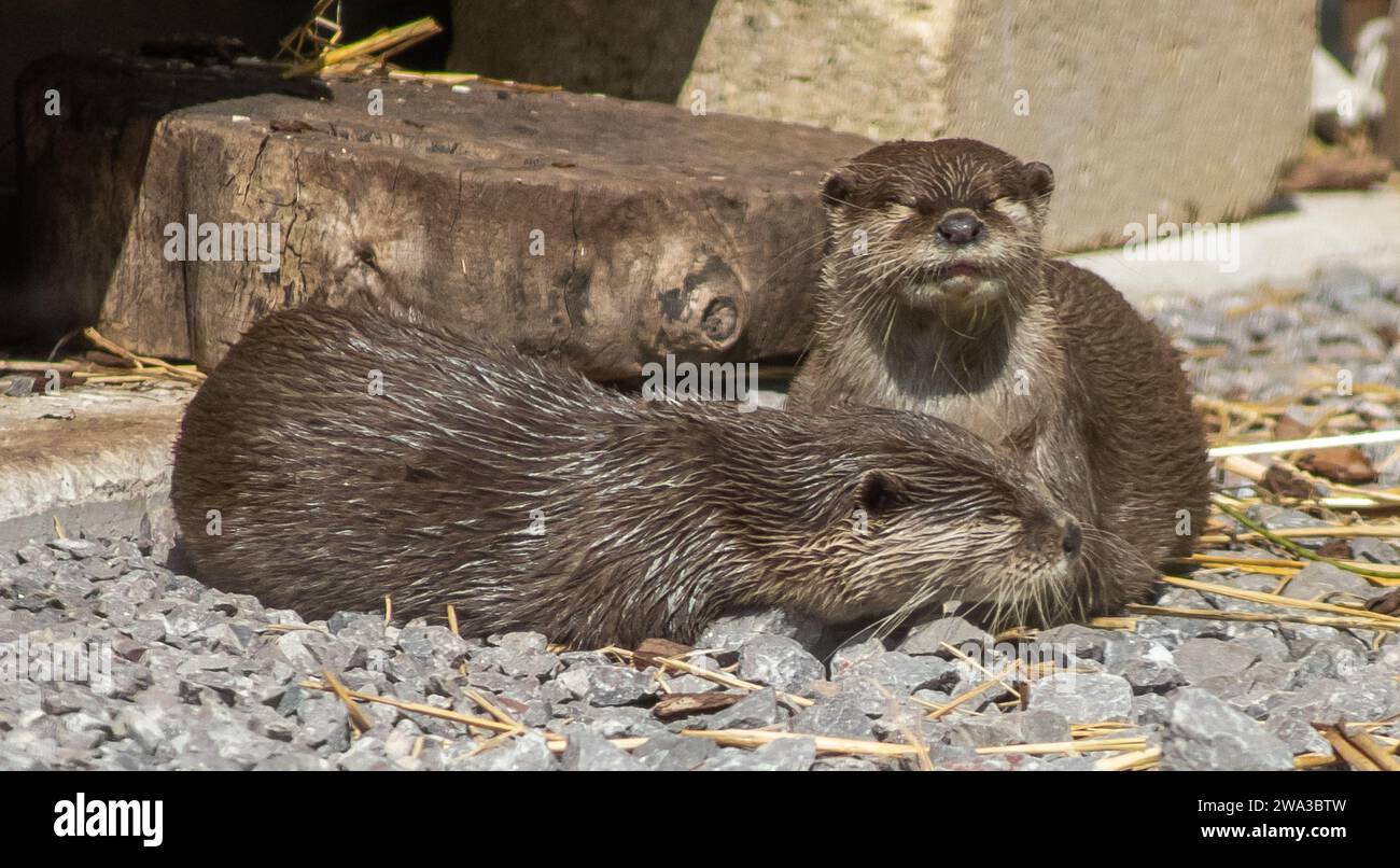 Various Species of Wildlife in the United Kingdom Including Mammals ...