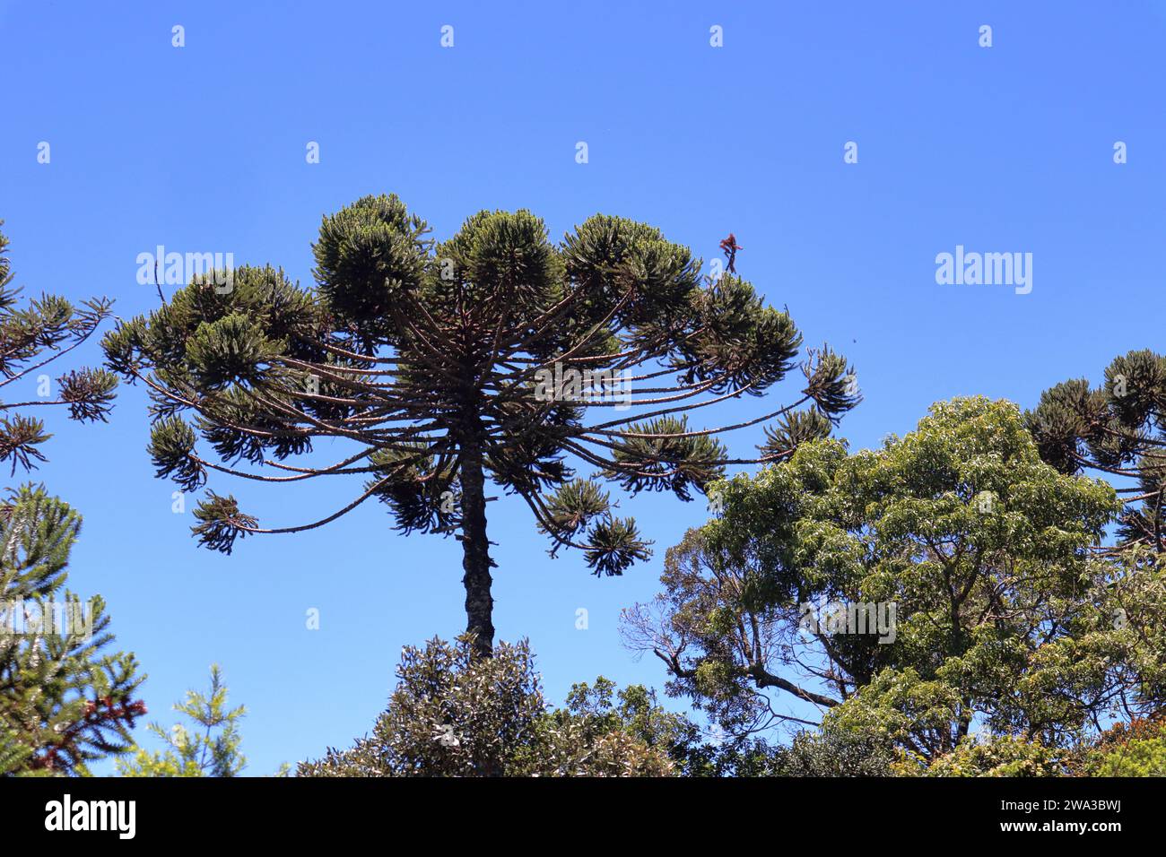 Araucaria angustifolia hi-res stock photography and images - Alamy