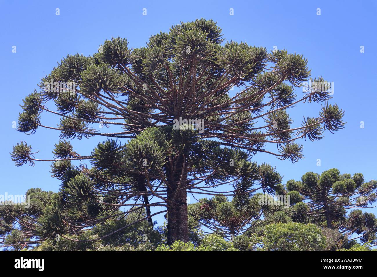 Detail of the upper part of Araucaria angustifolia, Brazilian pine ...