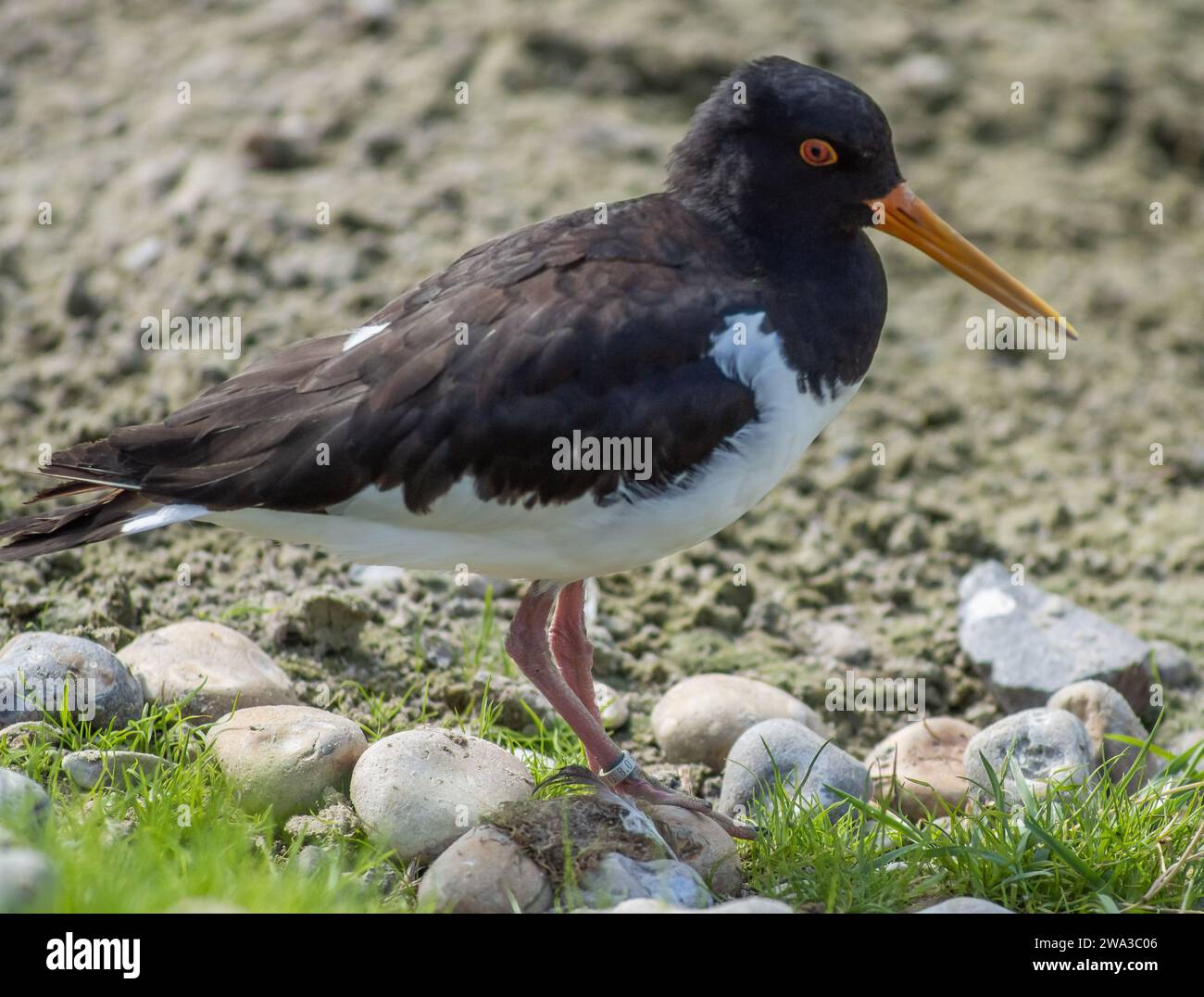 Various Species of Wildlife in the United Kingdom Including Mammals ...