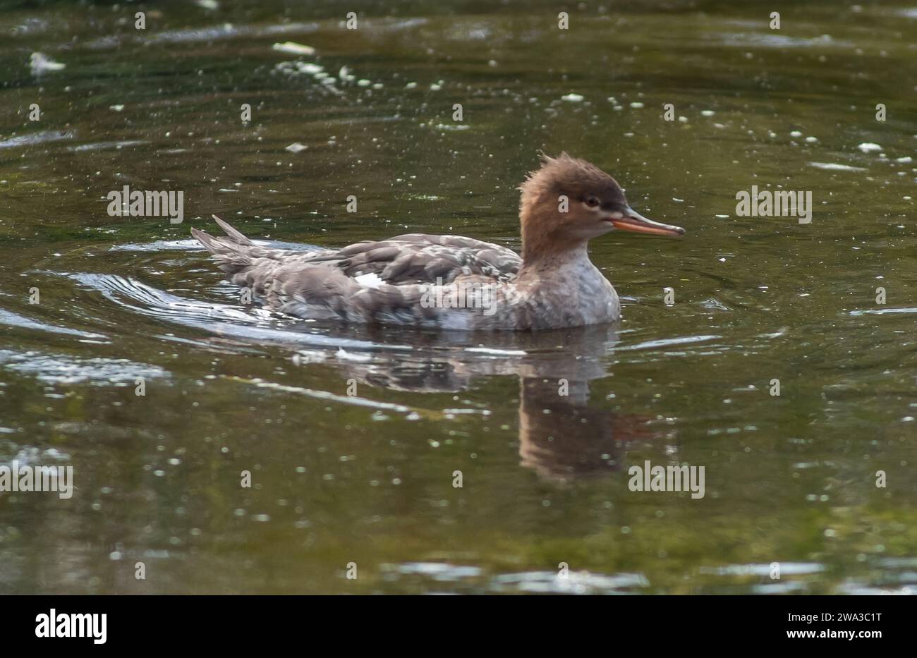 Various Species of Wildlife in the United Kingdom Including Mammals ...
