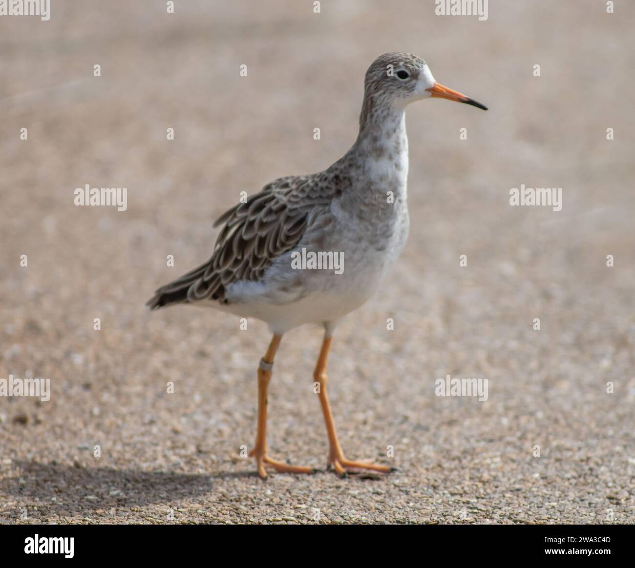 Various Species of Wildlife in the United Kingdom Including Mammals ...