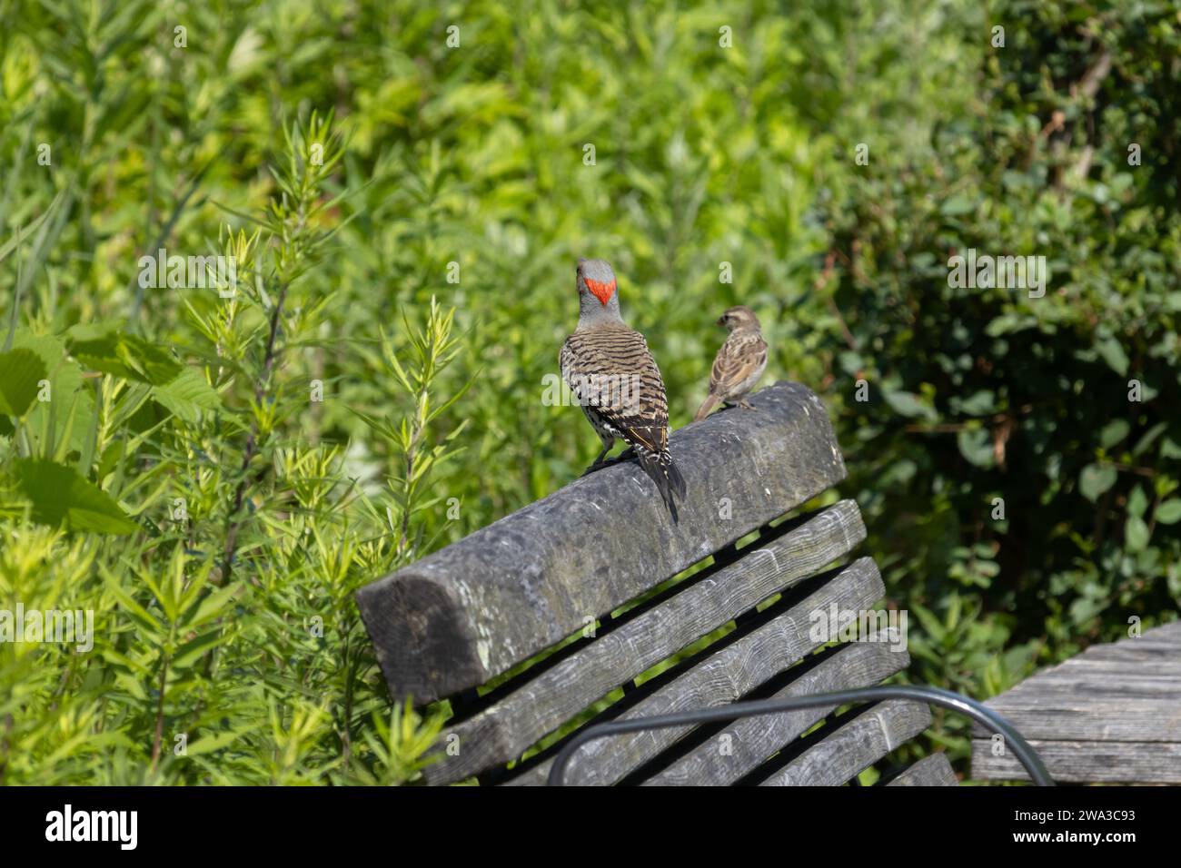 back of a male northern yellow-shafted flicker, an American, migrating ...