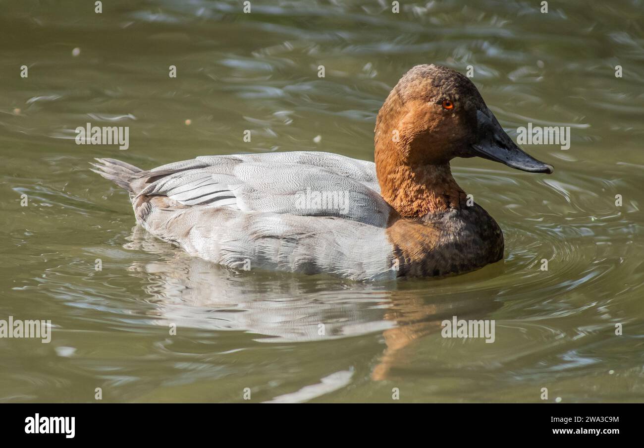 Various Species of Wildlife in the United Kingdom Including Mammals ...