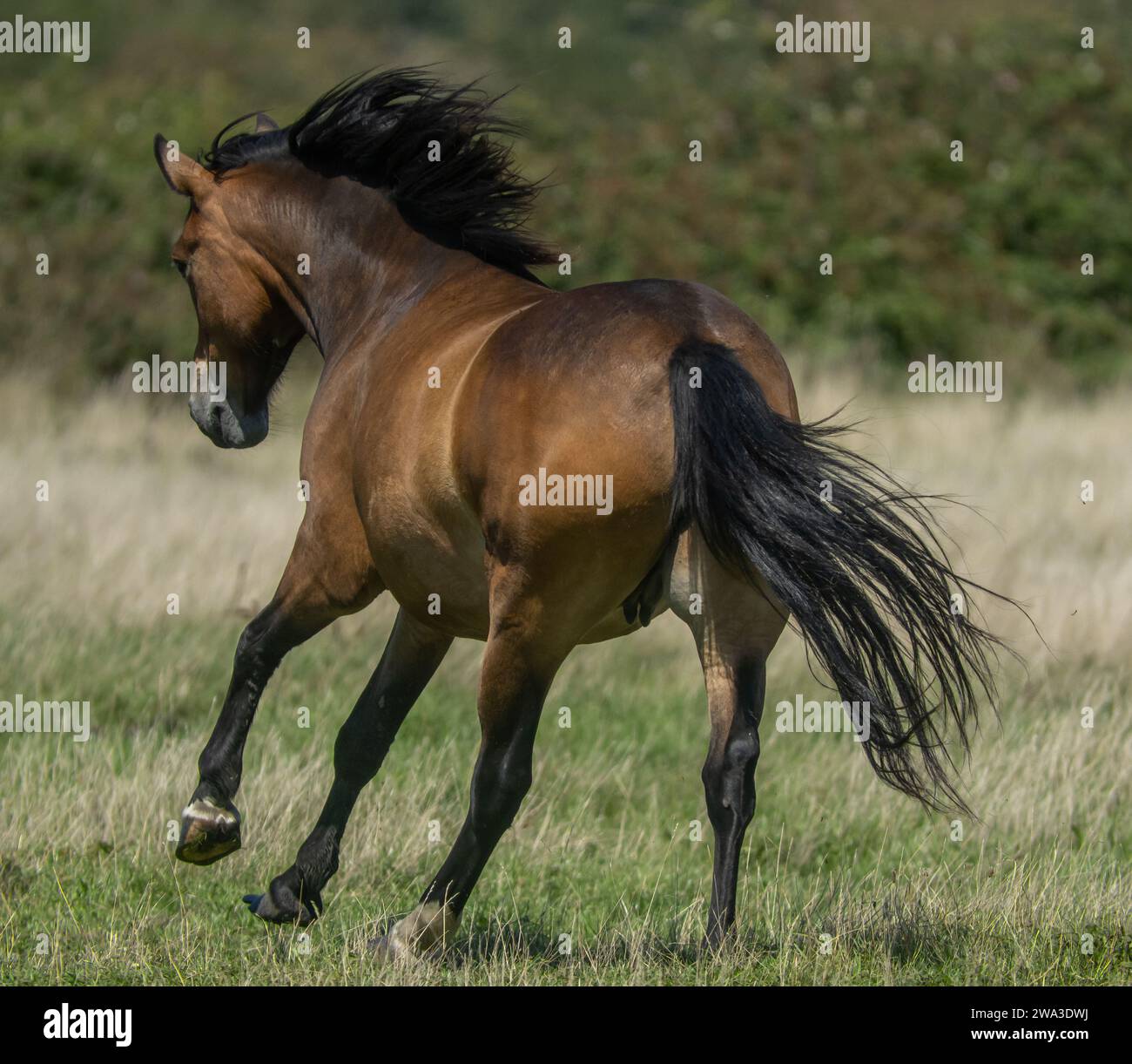 Various Species of Wildlife in the United Kingdom Including Mammals ...