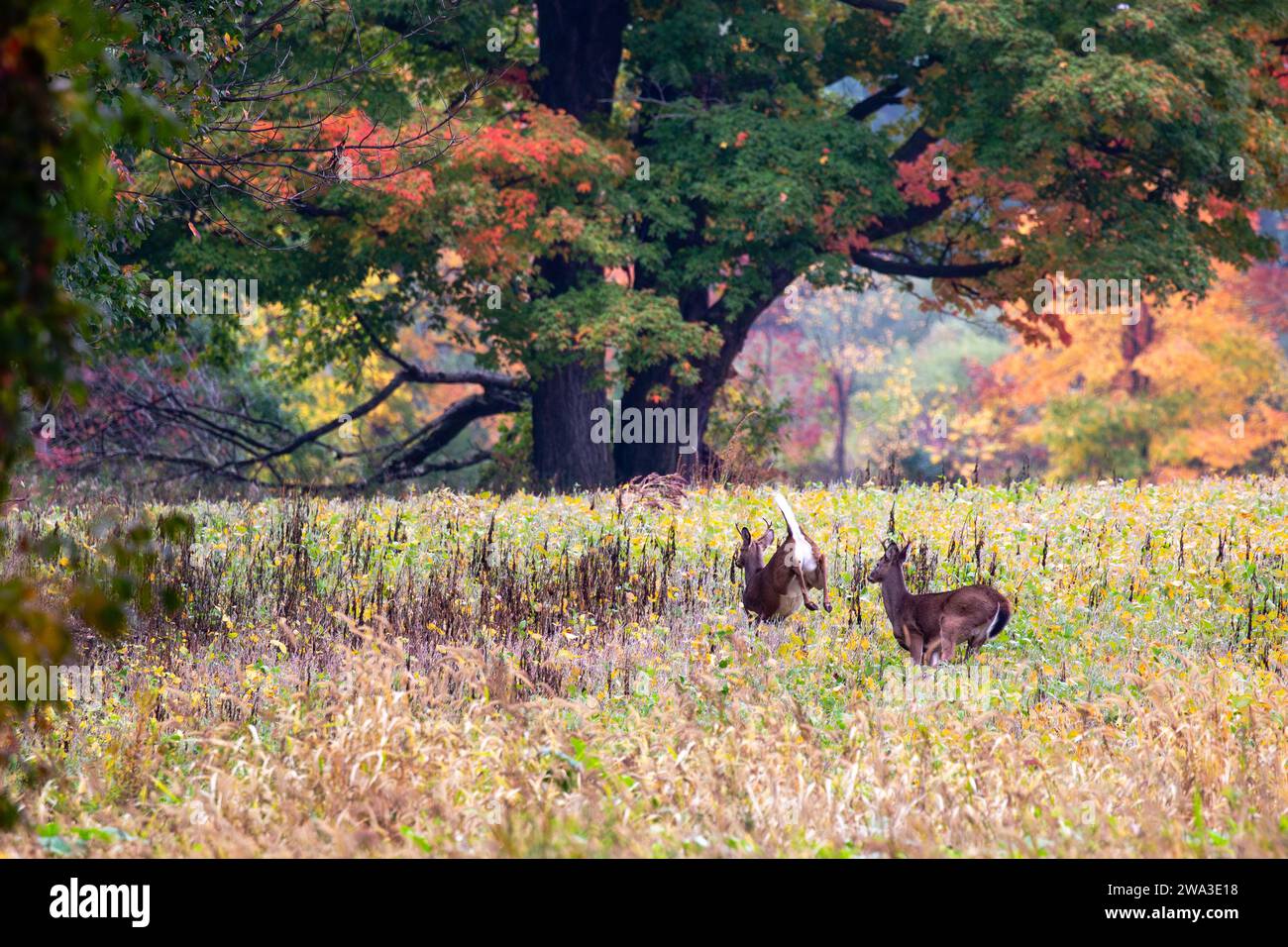 Two white-tailed deer bucks (odocoileus virginianus) running in a ...