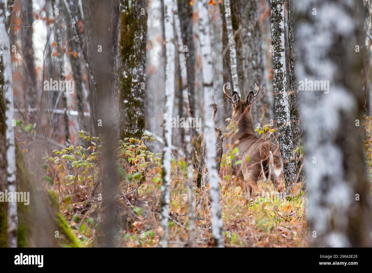 Buck with ears back hi-res stock photography and images - Alamy