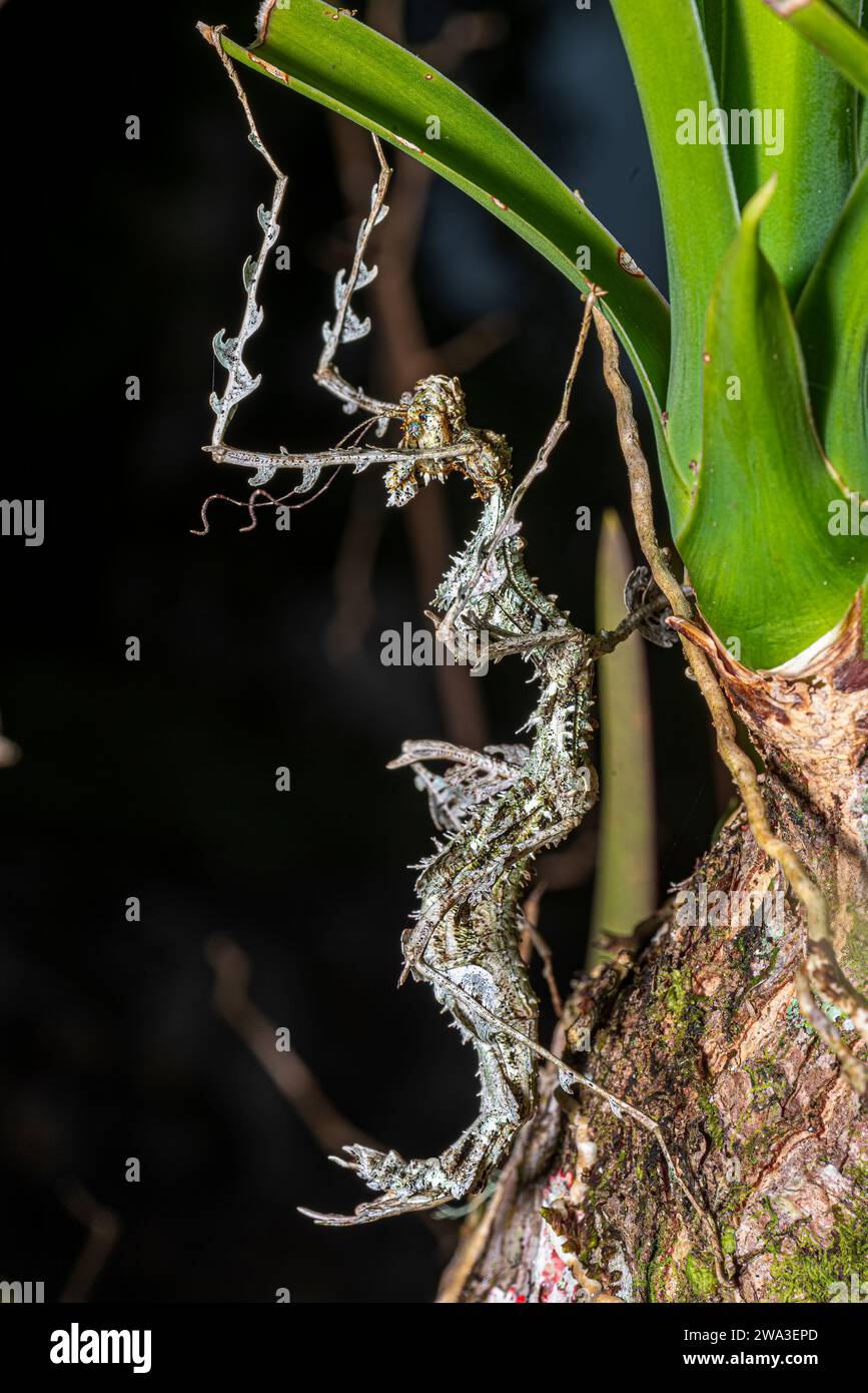 Stick insects hi-res stock photography and images - Alamy