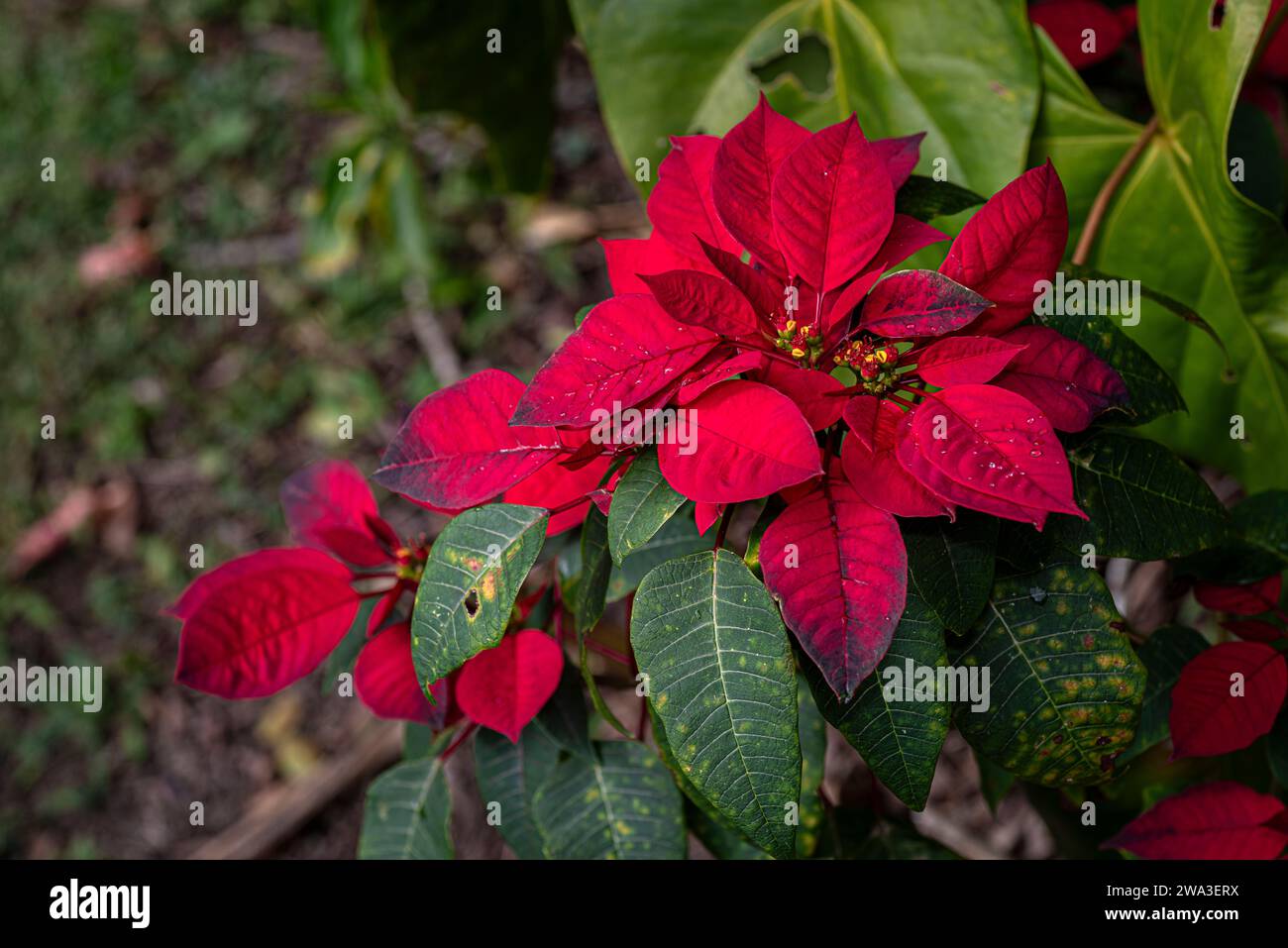 Poinsettia, red christmas flower Stock Photo - Alamy
