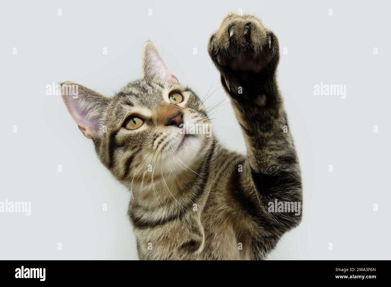 Portrait little tabby cat high five with curious face expression ...