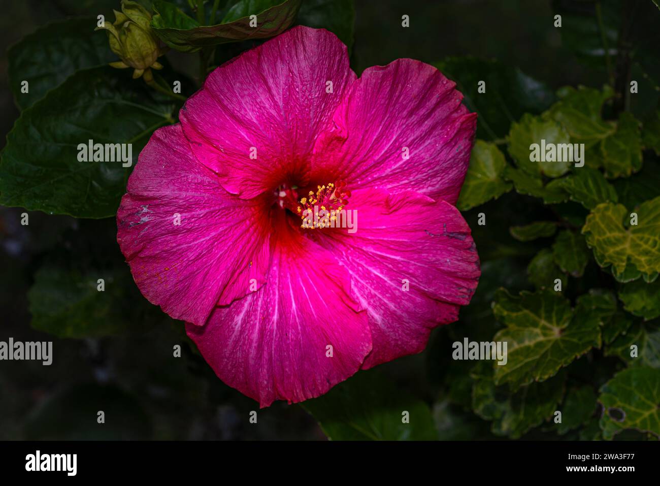 Big red hibiscus flower close up Stock Photo - Alamy