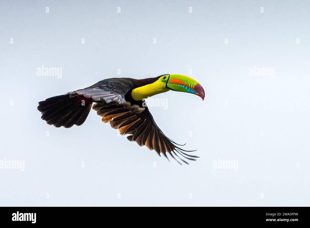 Keel billed toucan in flight BIF Stock Photo - Alamy