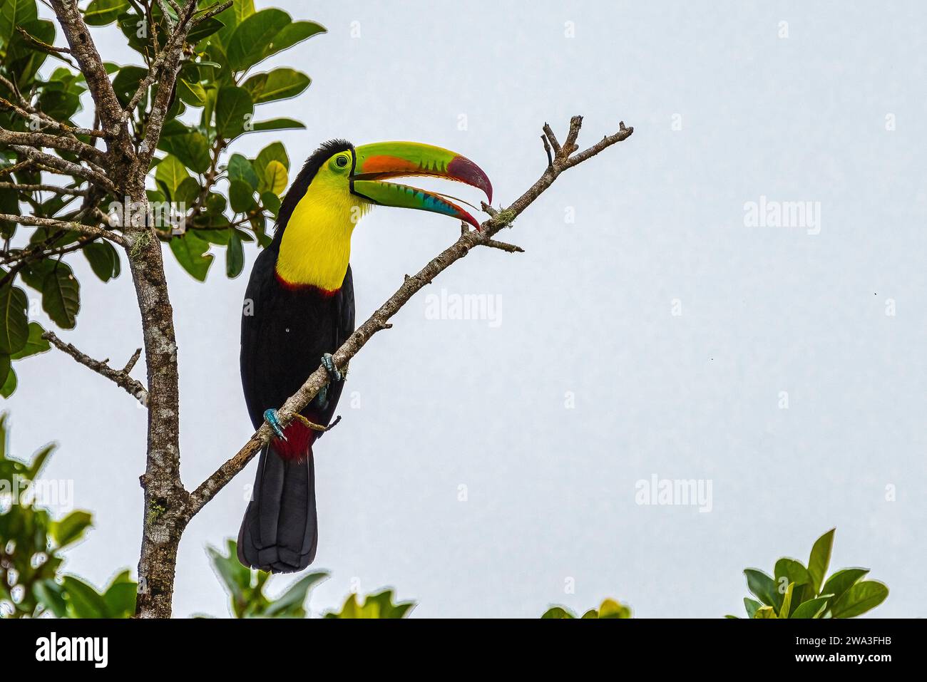Keel billed toucan perched Stock Photo - Alamy
