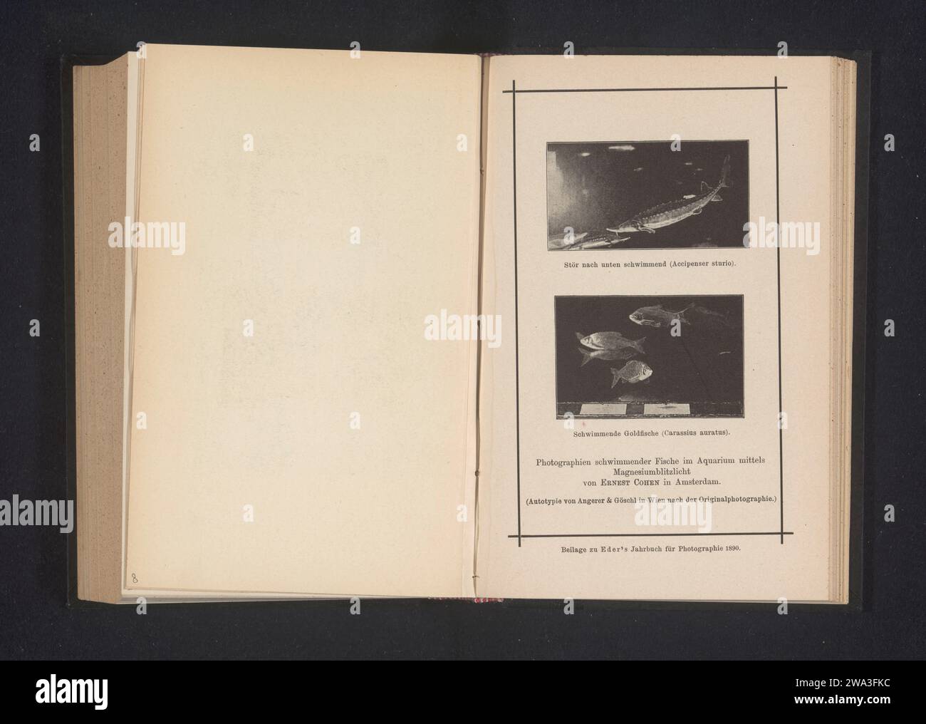 Two recordings of fish in an aquarium, Ernst Julius Cohen, c. 1885 - in ...