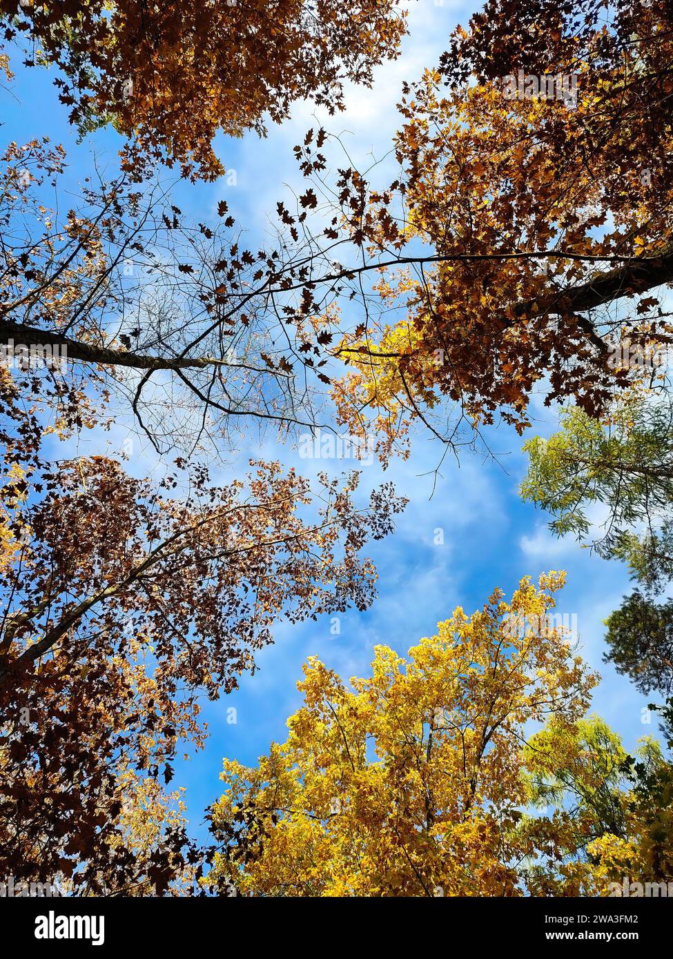 autumn colorful wallpaper with trees and sky - vertical autumn postcard ...