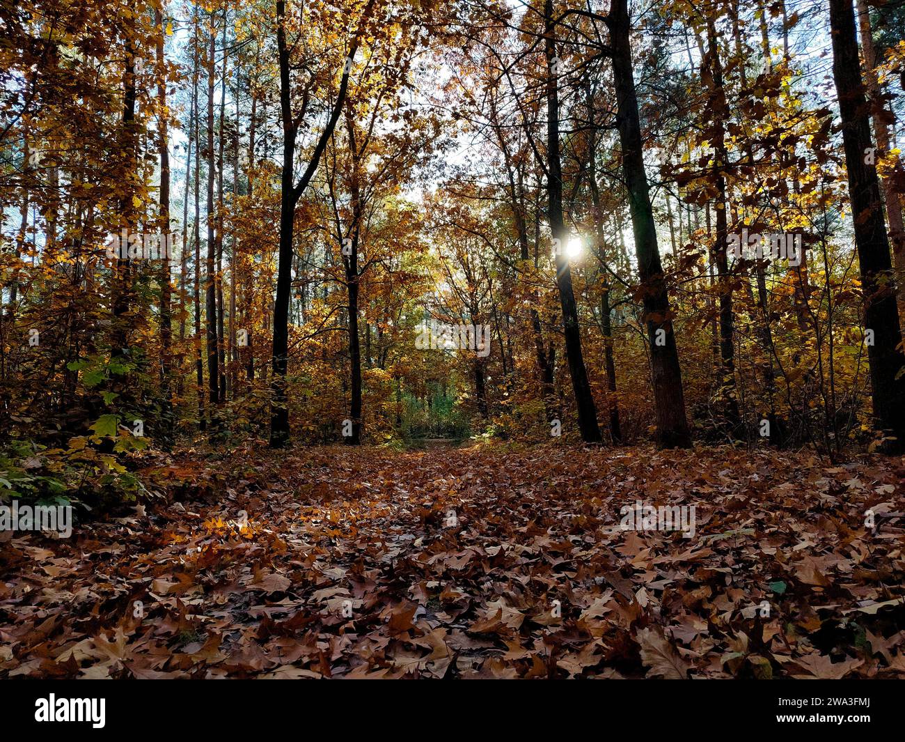 autumn forest postcard horizontal - horizontal autumn postcard ... autumn forest postcard horizontal - horizontal autumn postcard ...