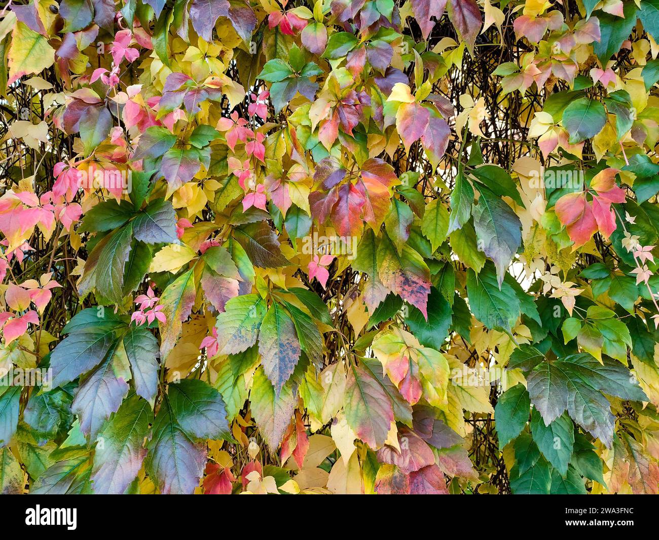 Wallpaper autumn leaves hi-res stock photography and images - Alamy