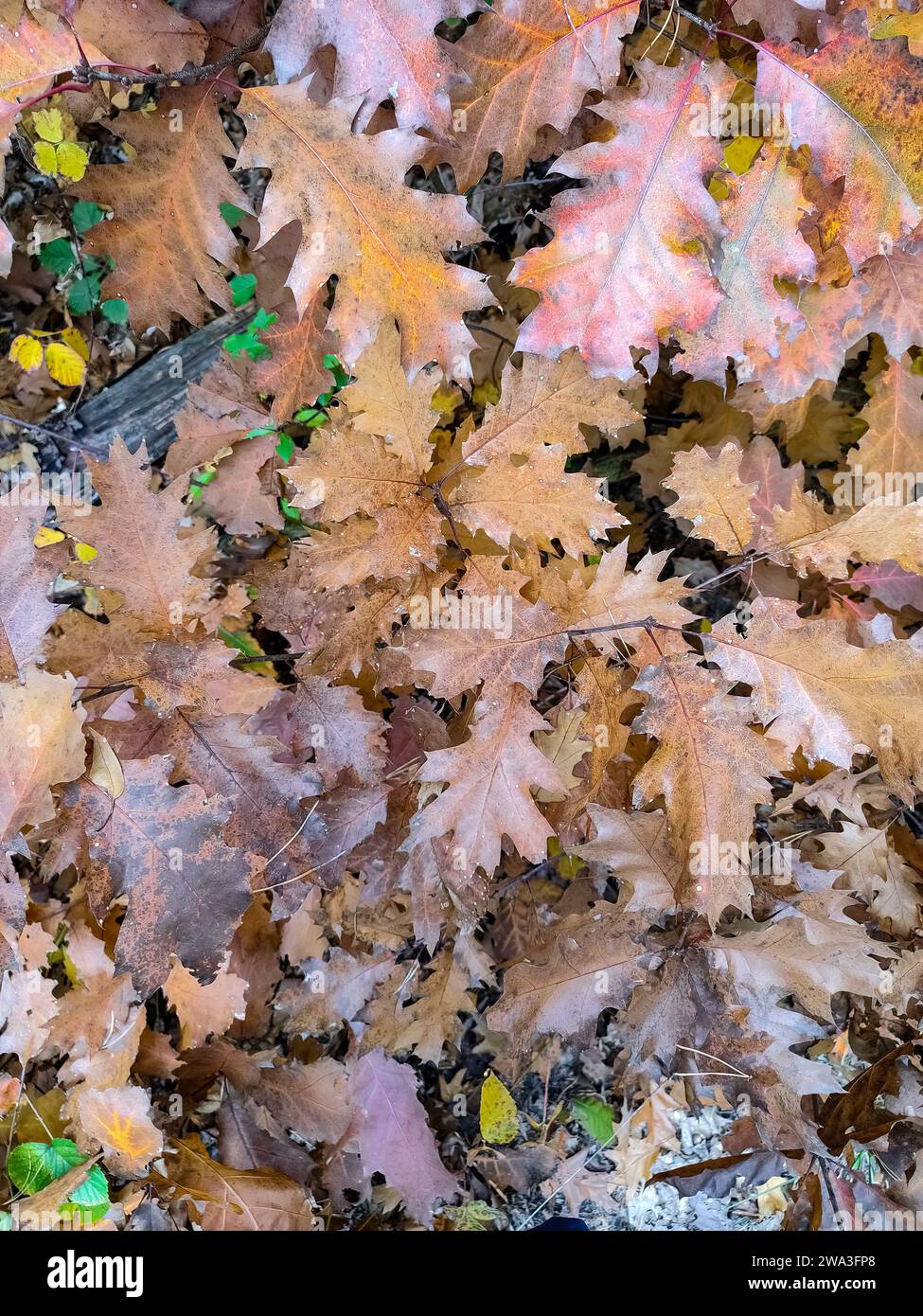 autumn leaves on the ground vertically - vertical autumn postcard ...