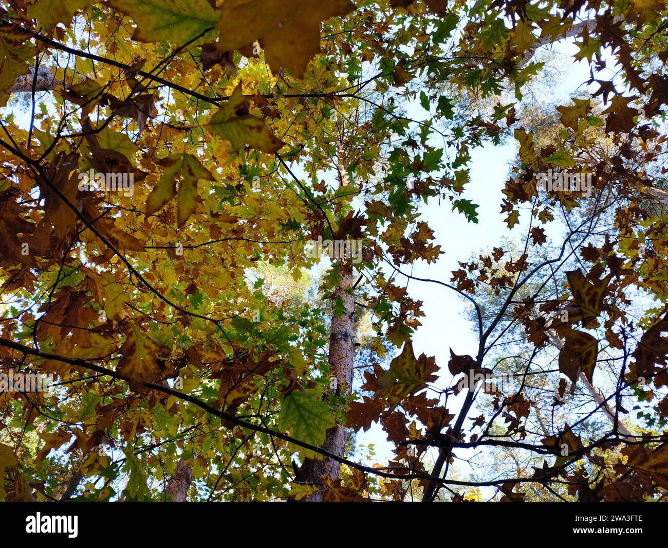 autumn postcard from the forest - horizontal autumn postcard ...