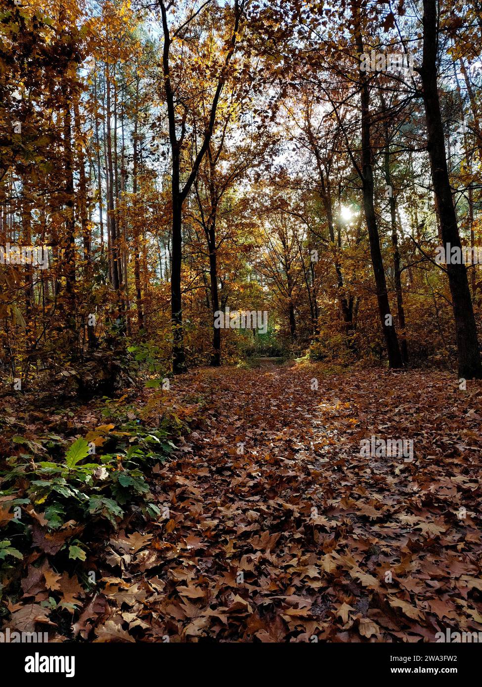 autumn postcard with forest vertical - vertical autumn postcard ...