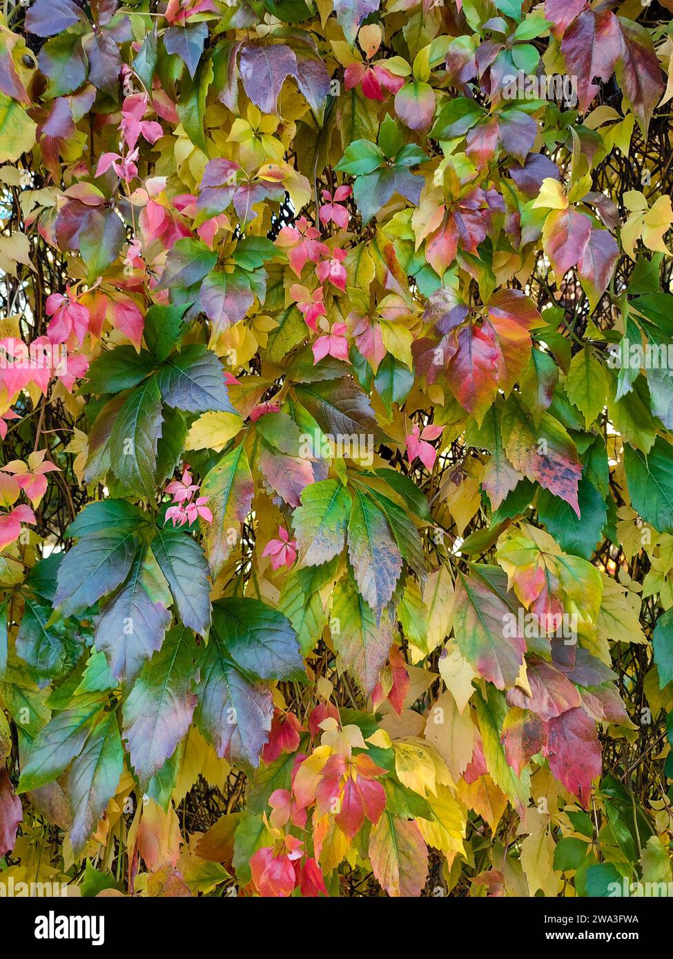autumn vertical postcard with leaves - vertical autumn postcard ... autumn vertical postcard with leaves - vertical autumn postcard ...