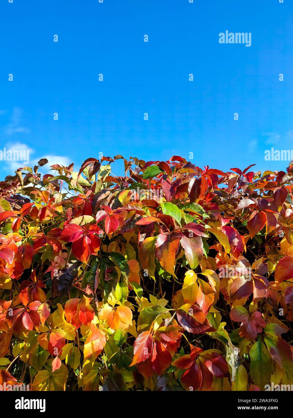 autumn wall of leaves against the blue sky - vertical autumn postcard ...