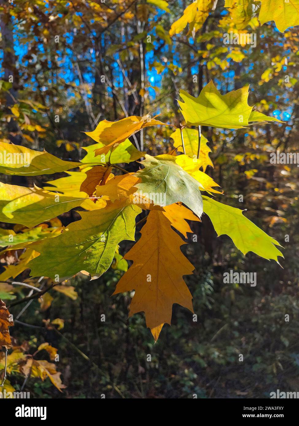colorful leaves in the sun rays vertically - vertical autumn postcard ...