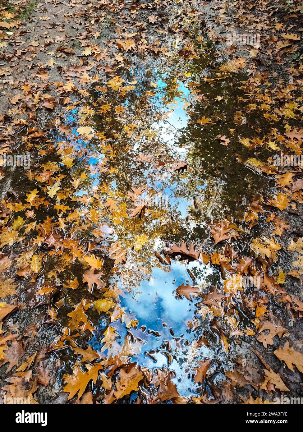 forest autumn reflection of the sky in a puddle - vertical autumn postcard, vertical wallpaper ...