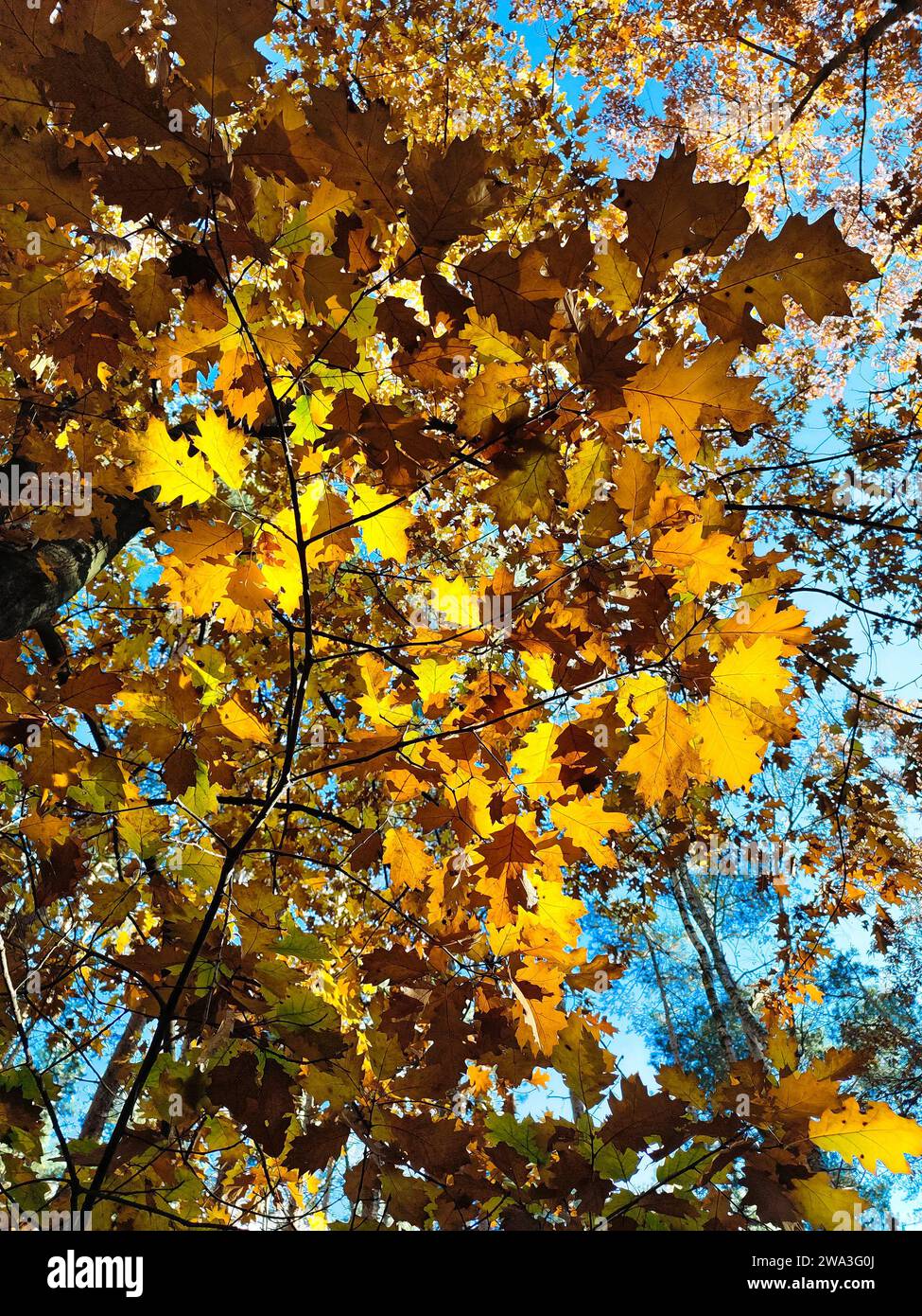 vertical wallpaper with colorful leaves illuminated in the background ...