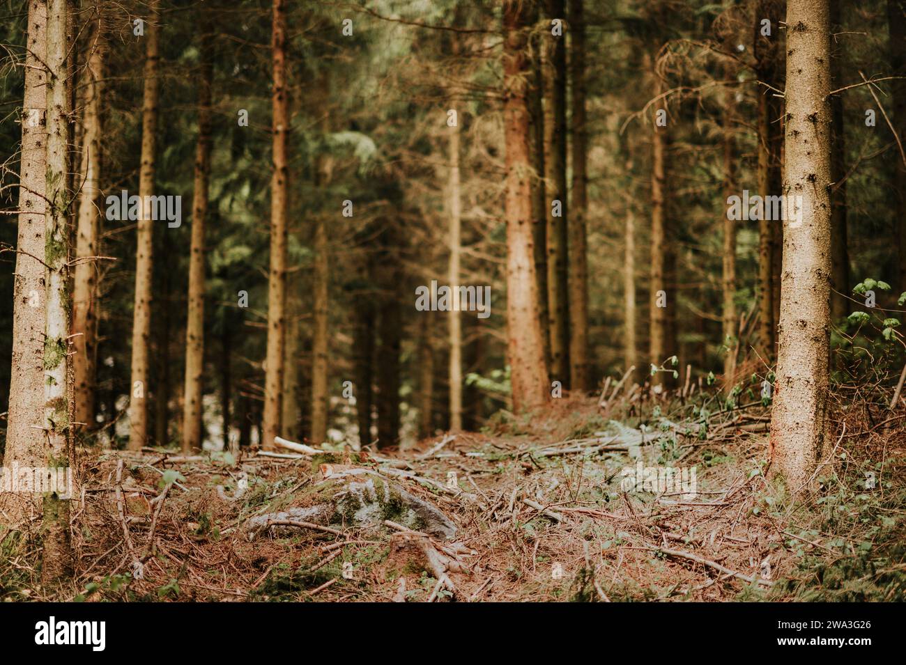 Fresh forest in early spring, nature background Stock Photo - Alamy