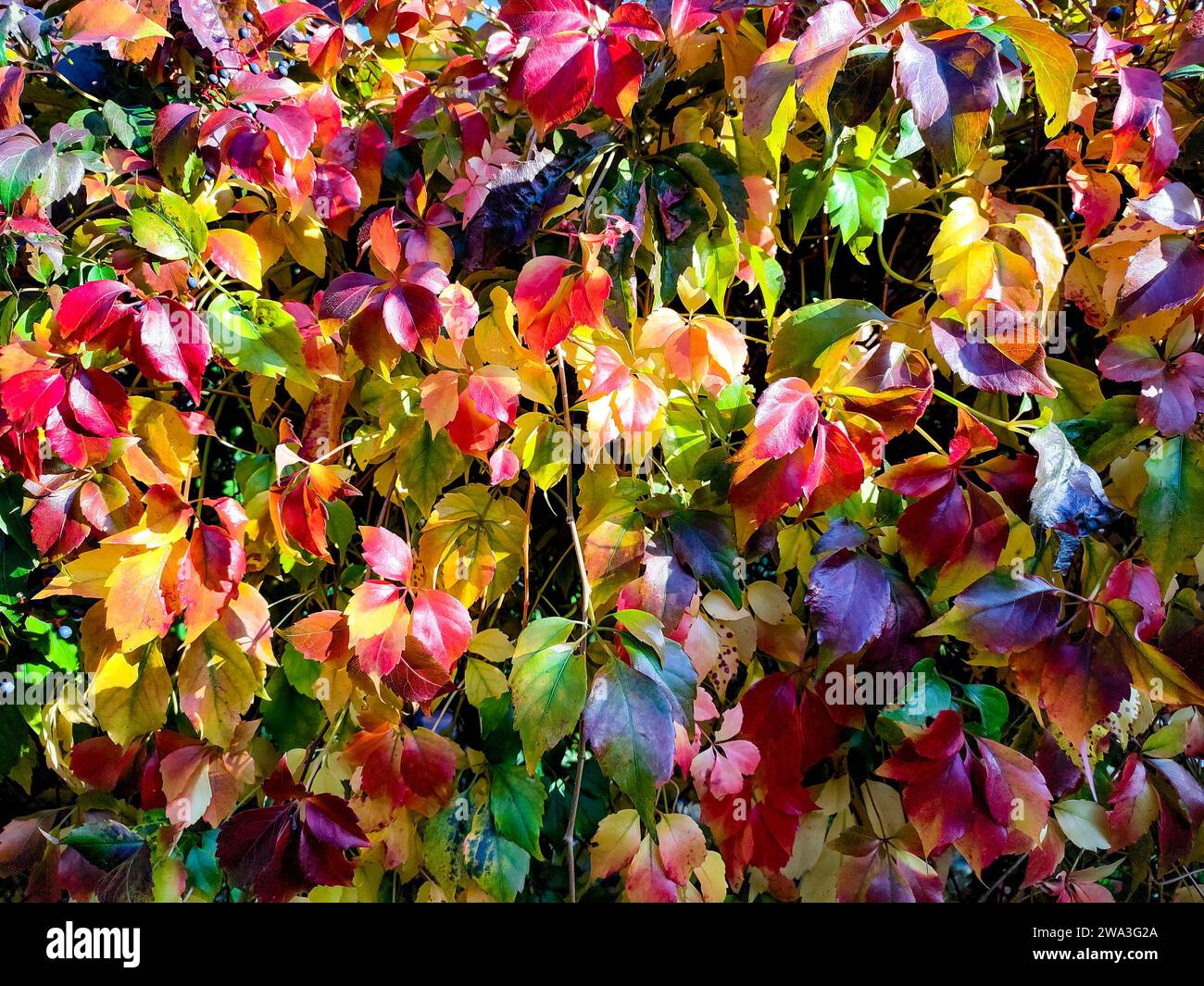wall of colorful leaves - horizontal autumn postcard, horizontal ...