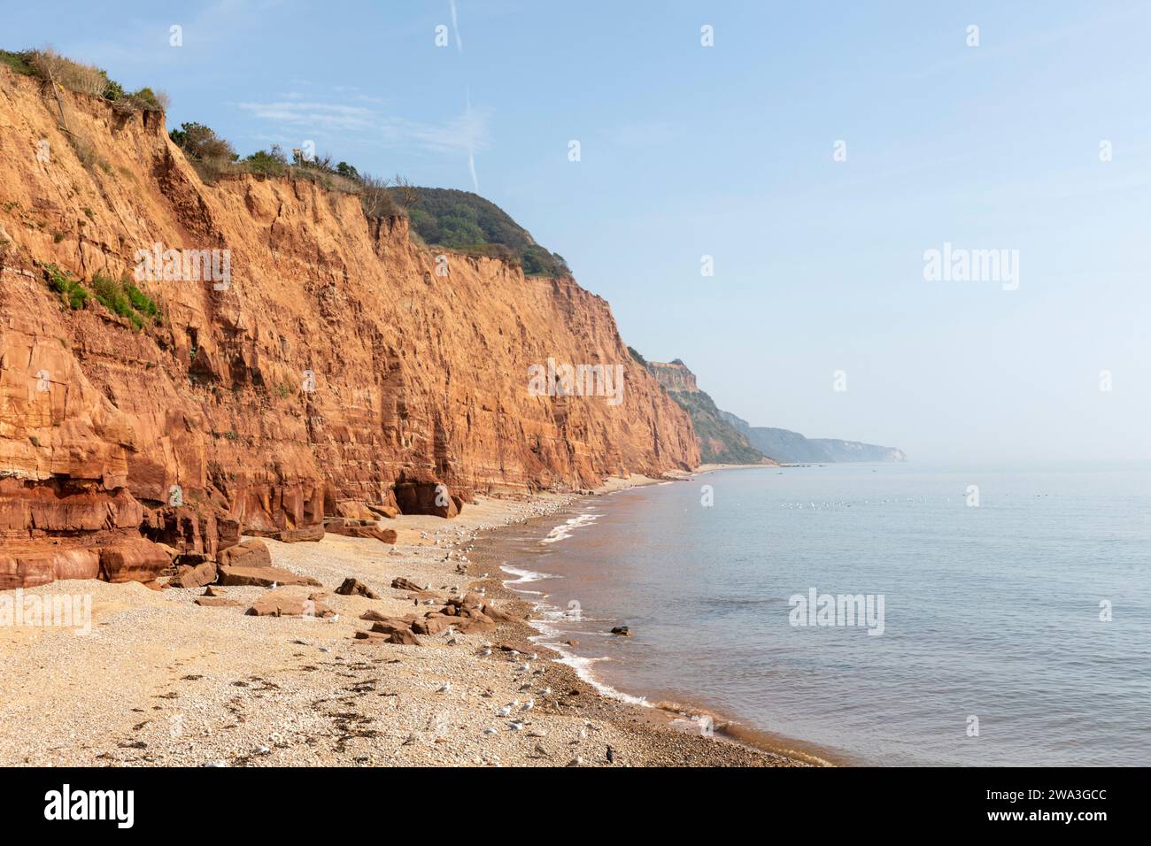Sidmouth Devon and its dramatic jurassic coastline, red cliffs triassic ...